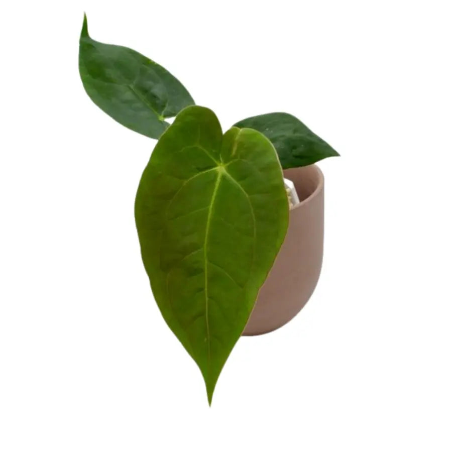 Anthurium Velvet Shadow × Hoffmanii – Hybrid in Passive Hydro — Green ...