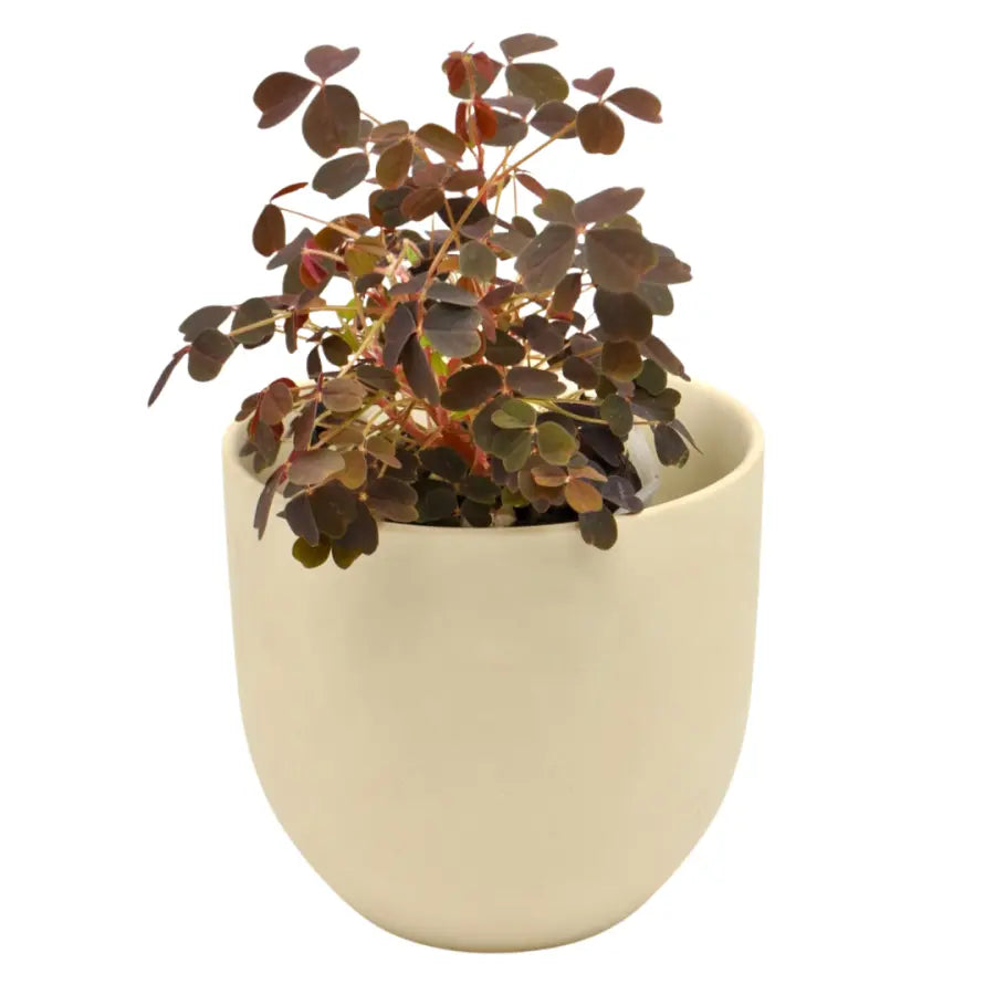 Oxalis vulcanicola ‘Zinfandel’ | Burgundy Indoor Foliage Plant — Green ...