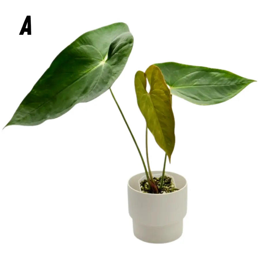 Variegated Anthurium Lucens – Rare Collector’s Plant | Green My Space
