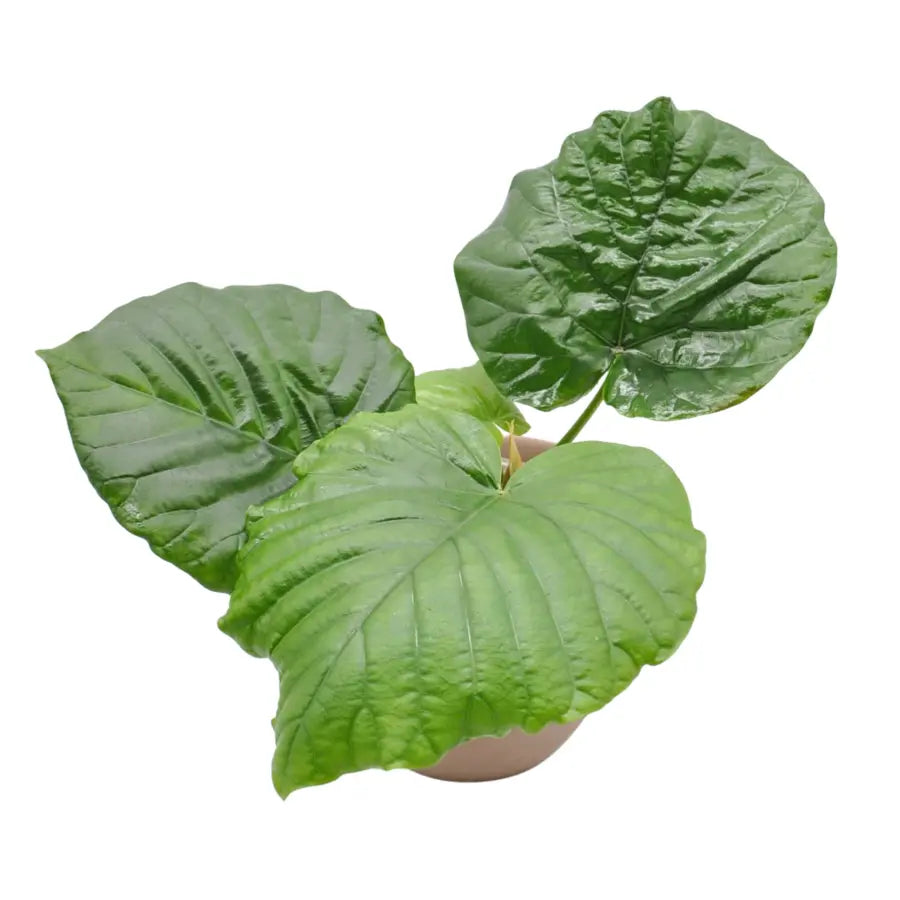 Ficus Umbellata – Rare Indoor Ficus with Bold Heart-Shaped Leaves ...