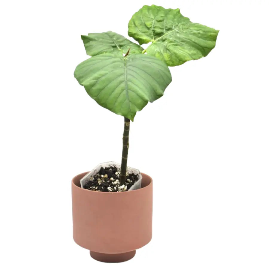 Ficus Umbellata – Rare Indoor Ficus with Bold Heart-Shaped Leaves ...