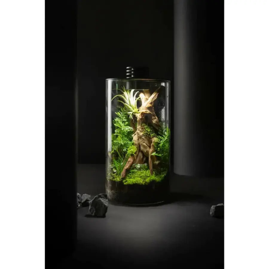 Bioscape 150 cylinder Nano Moss Terrarium (4.1 litre) with Grow Light ...
