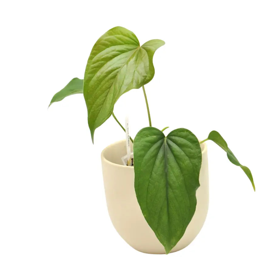 Anthurium Red Beauty – Striking Foliage with a Unique Colour ...