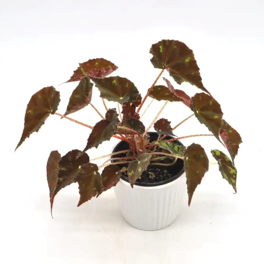 Begonia bowerae ’Tiger Paws’ indoor plant — Green My Space