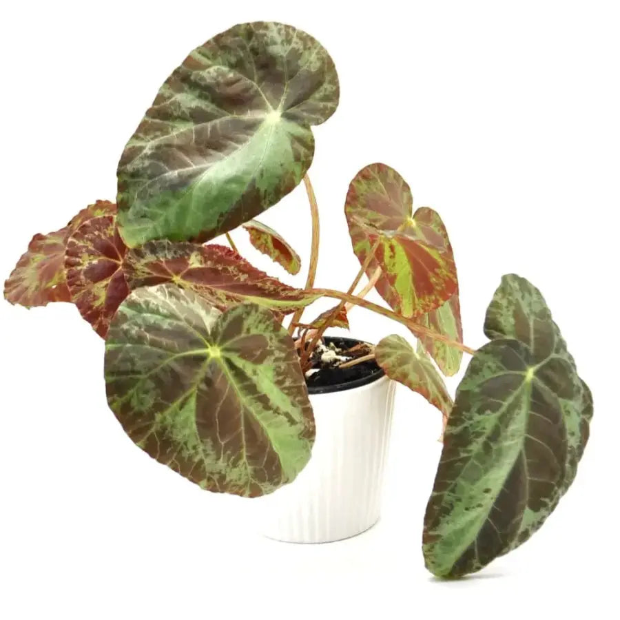 Begonia burkillii indoor plant — Green My Space