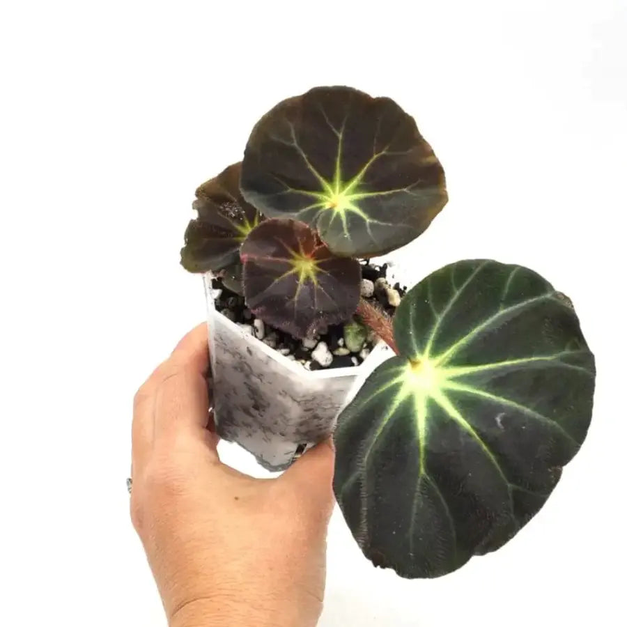 Begonia subacida indoor plant — Green My Space
