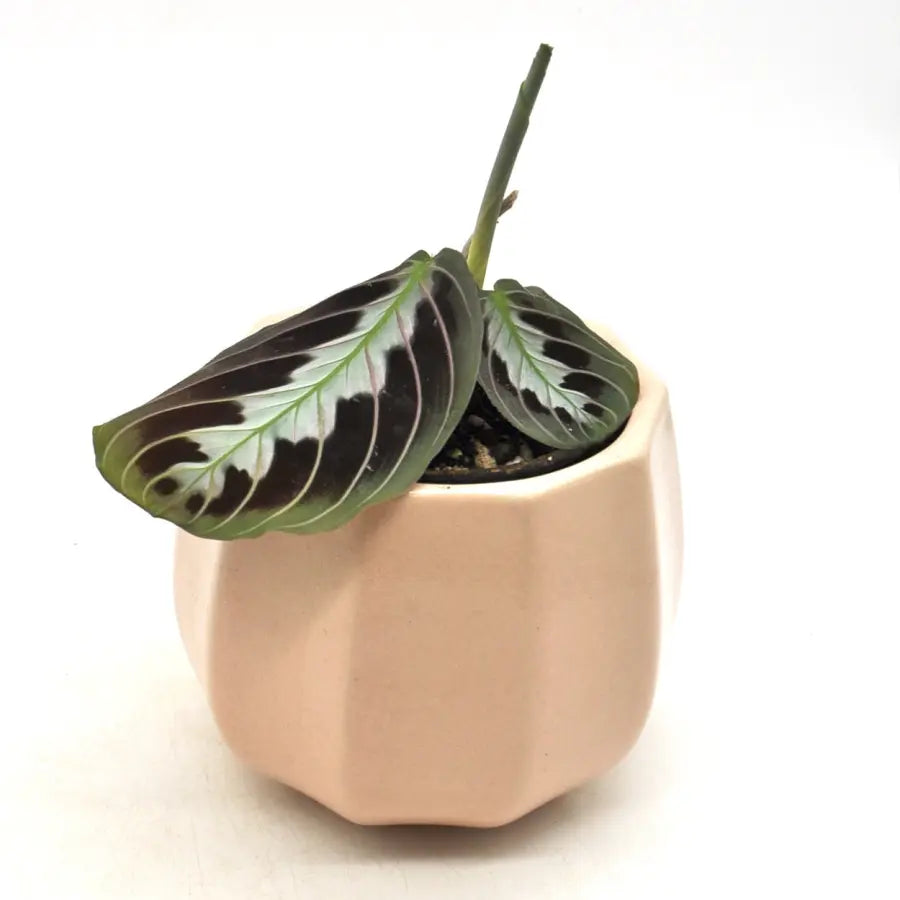 Black Maranta – Rare Prayer Plant with Striking Dark Leaves — Green My ...