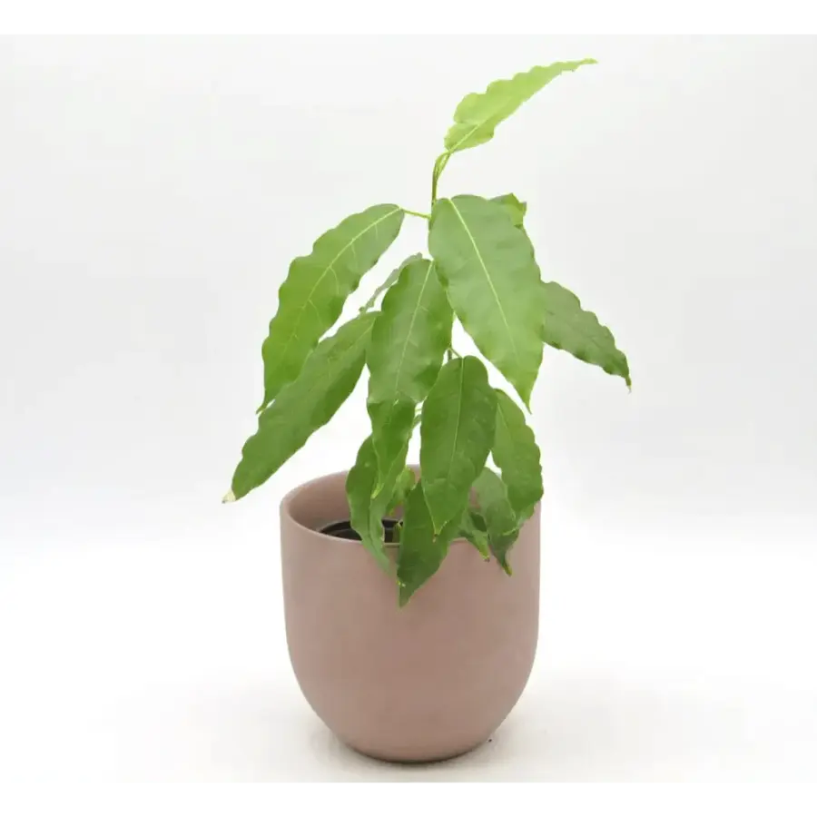 Ficus virens (White Fig) indoor plant — Green My Space