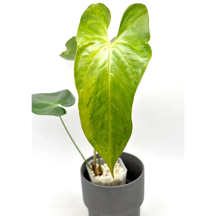 Variegated Anthurium Lucens indoor plant — Green My Space