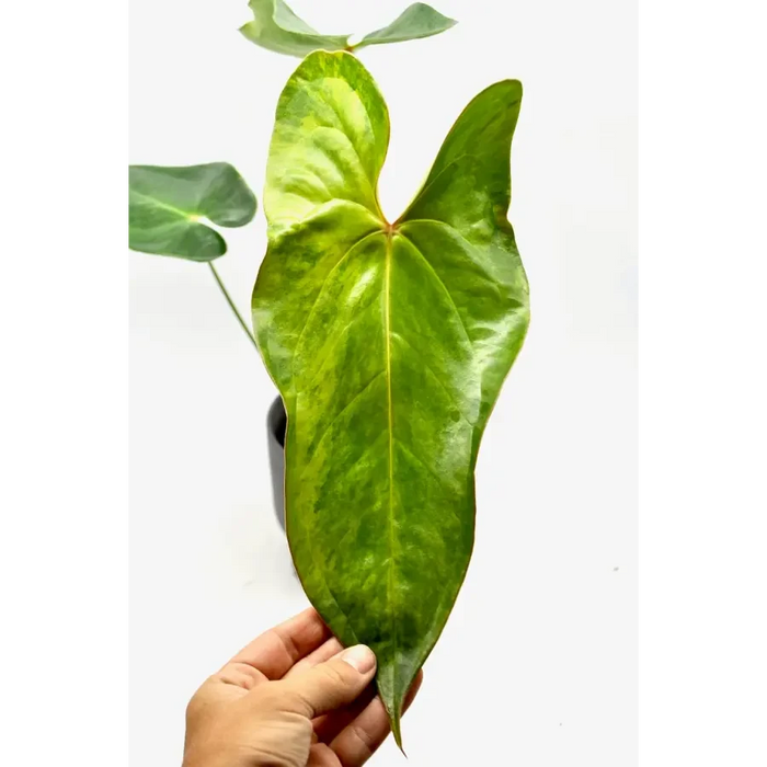 Variegated Anthurium Lucens indoor plant — Green My Space