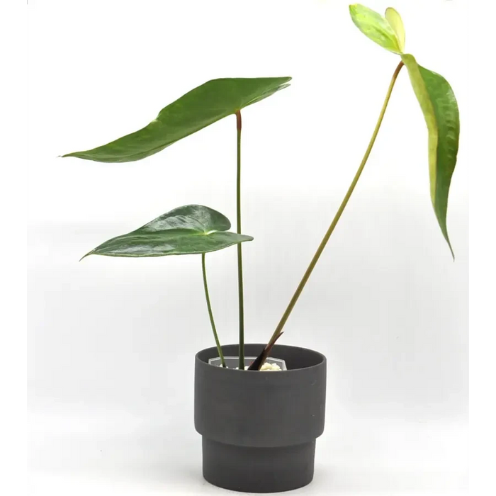 Variegated Anthurium Lucens indoor plant — Green My Space