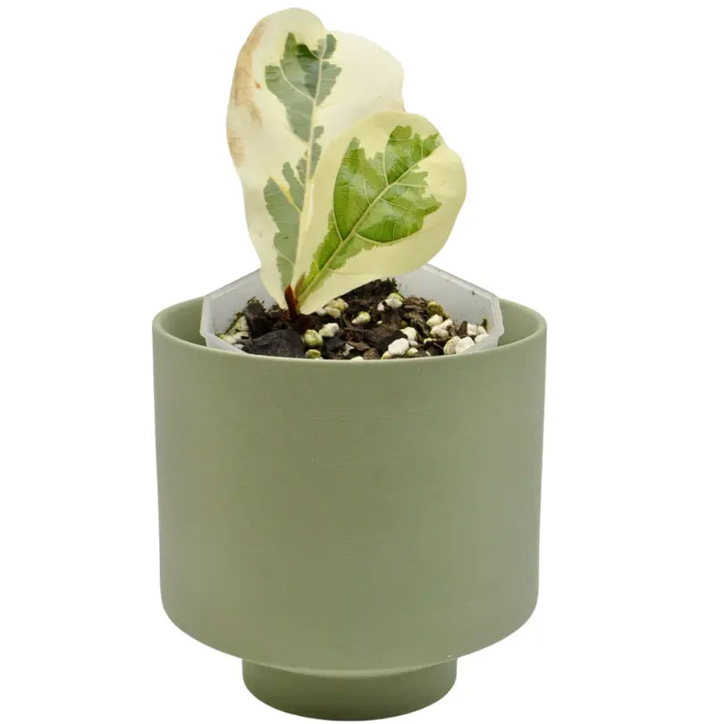 Variegated Ficus Lyrata – Rare Variegated Fiddle Leaf Fig — Green My Space