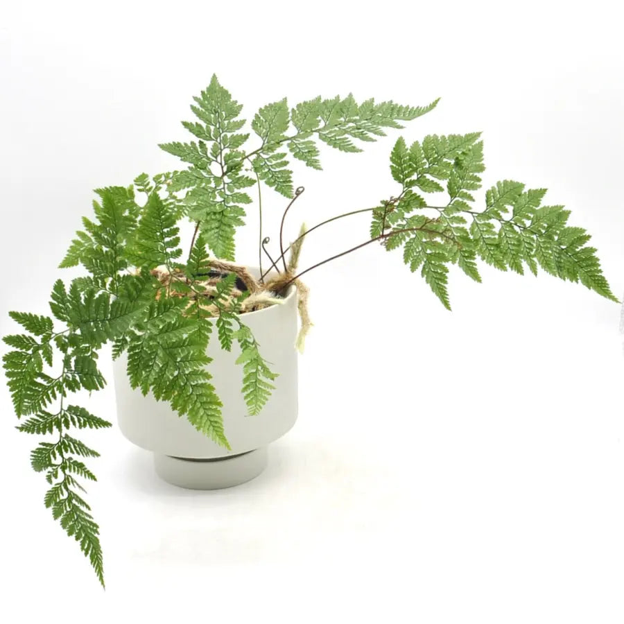 White Rabbit Foot Fern (Davallia tyermanii) – Unique & Easy-Care Fern ...