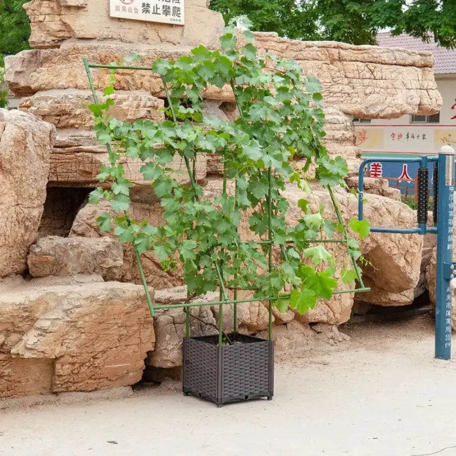 160cm Rectangular Inclined Plant Support Frame - Sturdy and Easy to ...